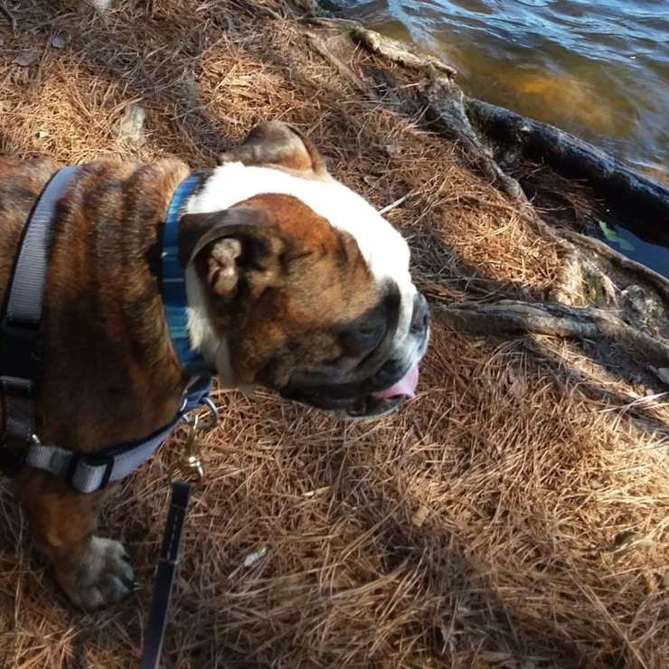 Sasquatch Walking at Lake Johnson | Real Results Dog Training